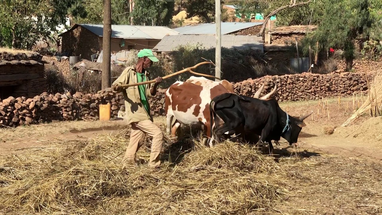Threshing the grain - YouTube