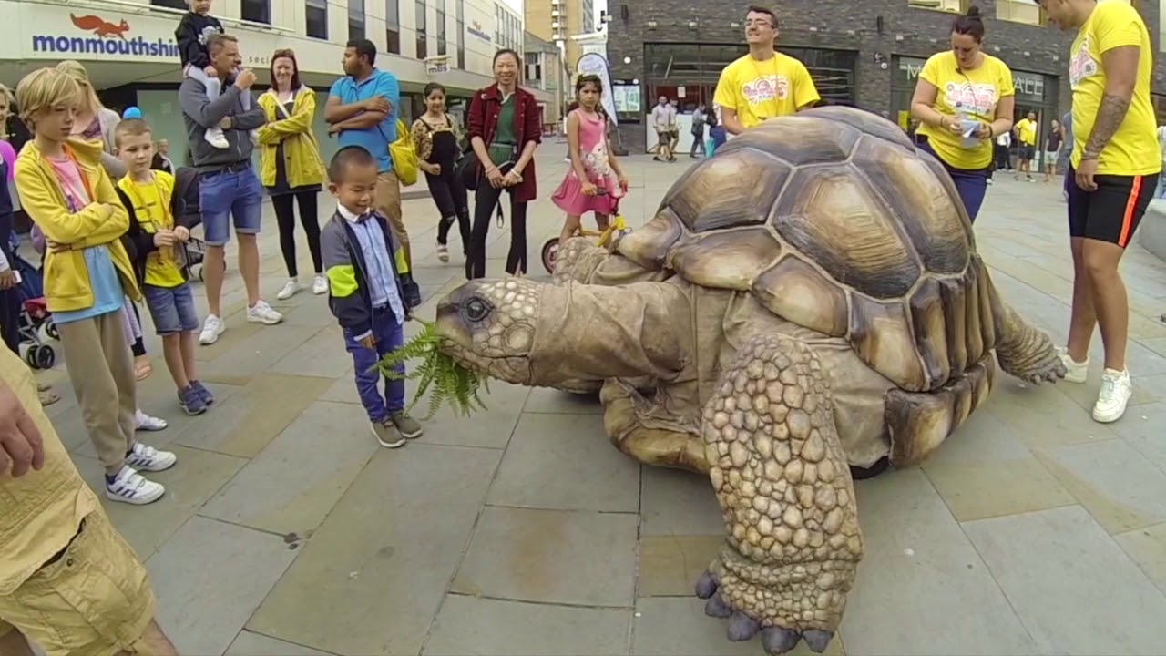 What the Tortoise Taught Us : Giant Tortoise Show! - YouTube