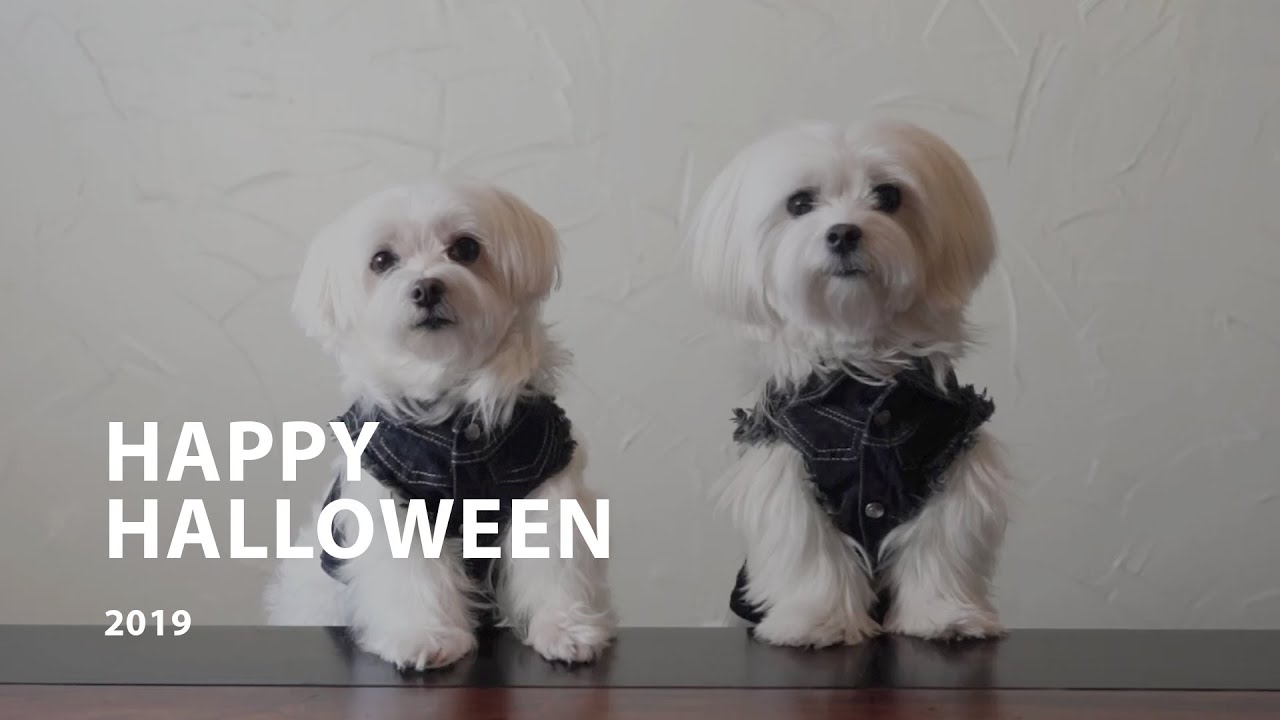 Best Halloween costume for your Maltese? DIY of course! - YouTube