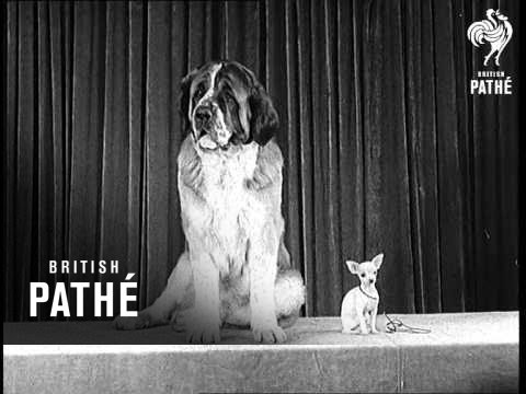 A Doggie Affair  (1941)