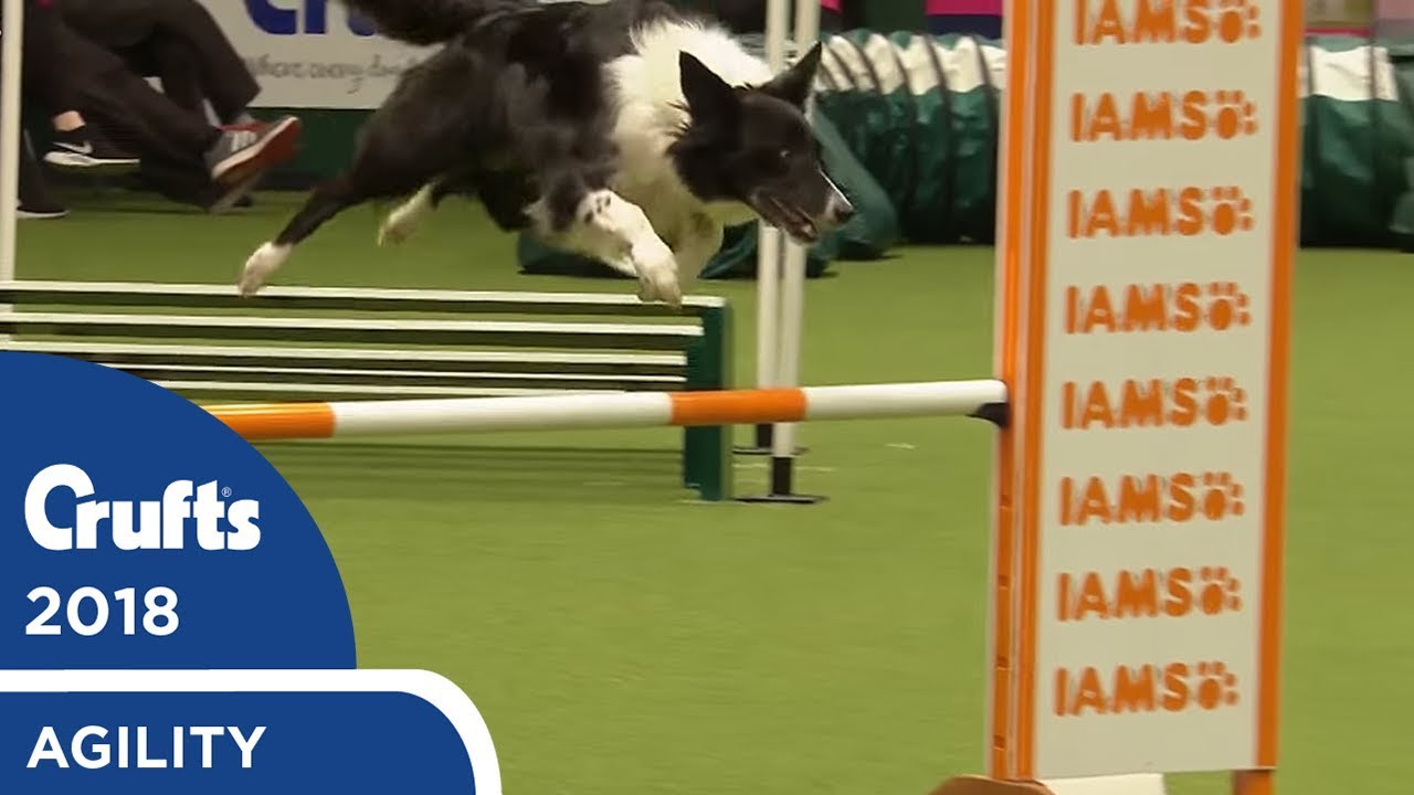 Agility - Crufts Singles Heat S/M/L (Jumping) Part 2 | Crufts 2018 ...