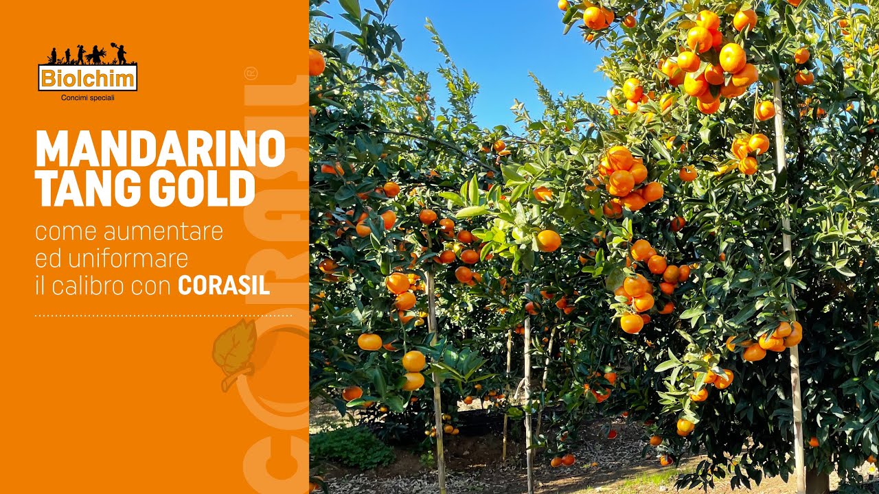 Mandarino, come aumentare ed uniformare il calibro con CORASIL - YouTube