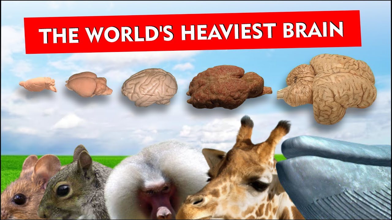The World'S Heaviest Brain - Comparison - YouTube