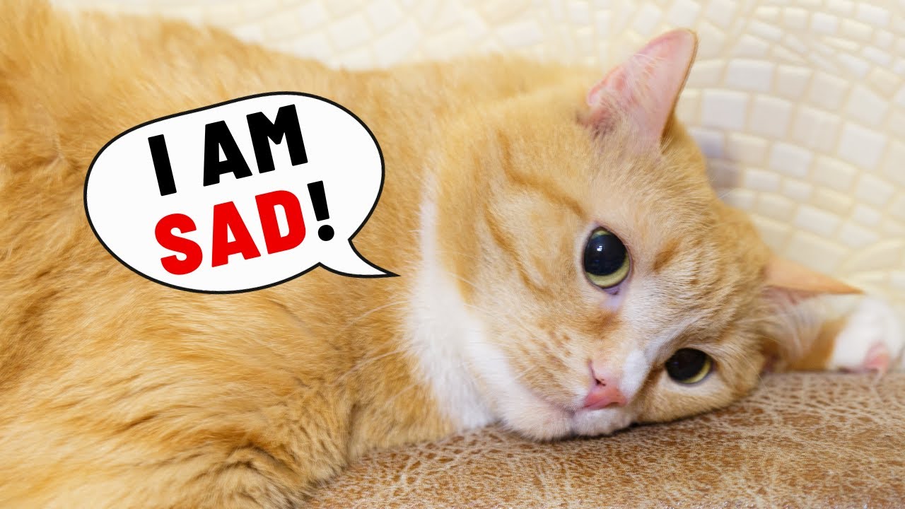 Is Your Cat Leading a Happy Life? Here's How to Find Out - YouTube