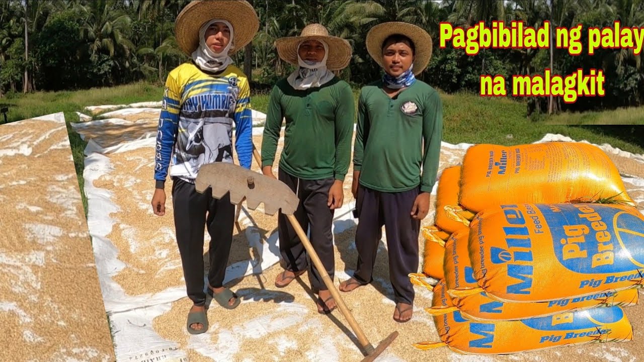Tulong tulong sa pag bilad ng palay ni utol ace pag lalagay ng pataba ...