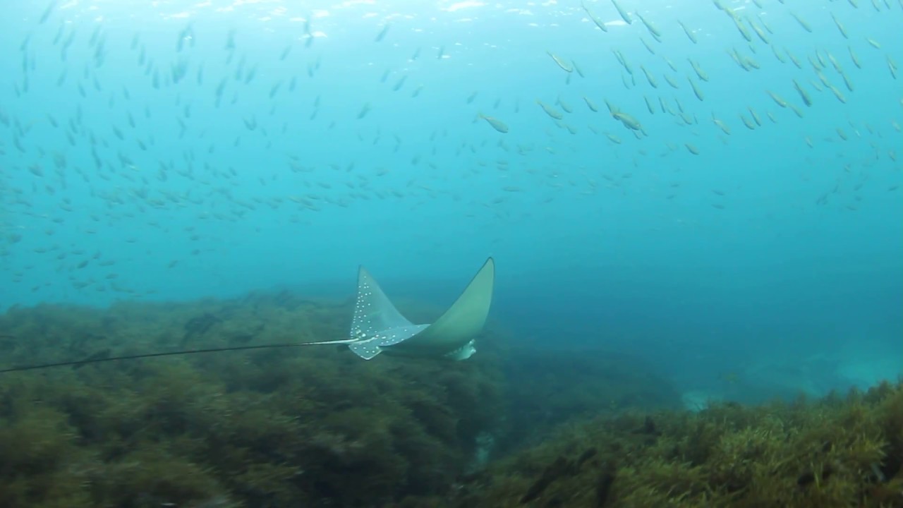 Artificial Reef - Gold Coast 2016 - YouTube