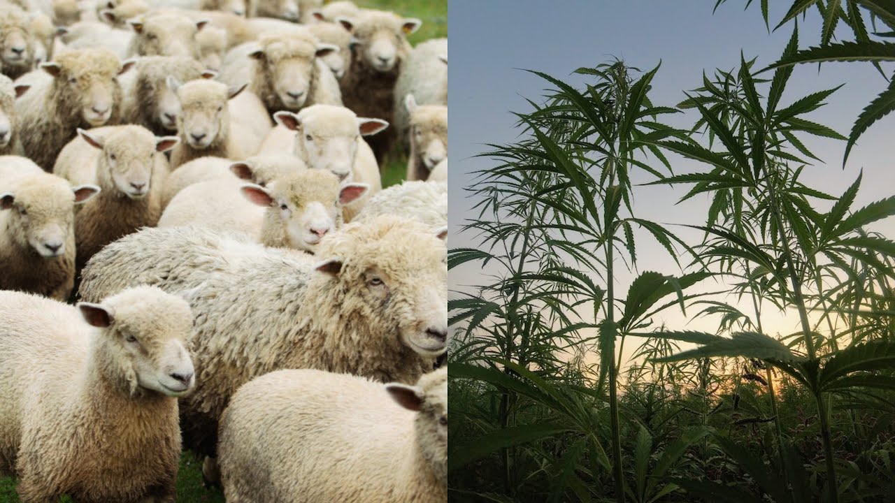 Sheep Eat Cannabis - Flock Of Sheep Graze On 220lbs Of Medical ...