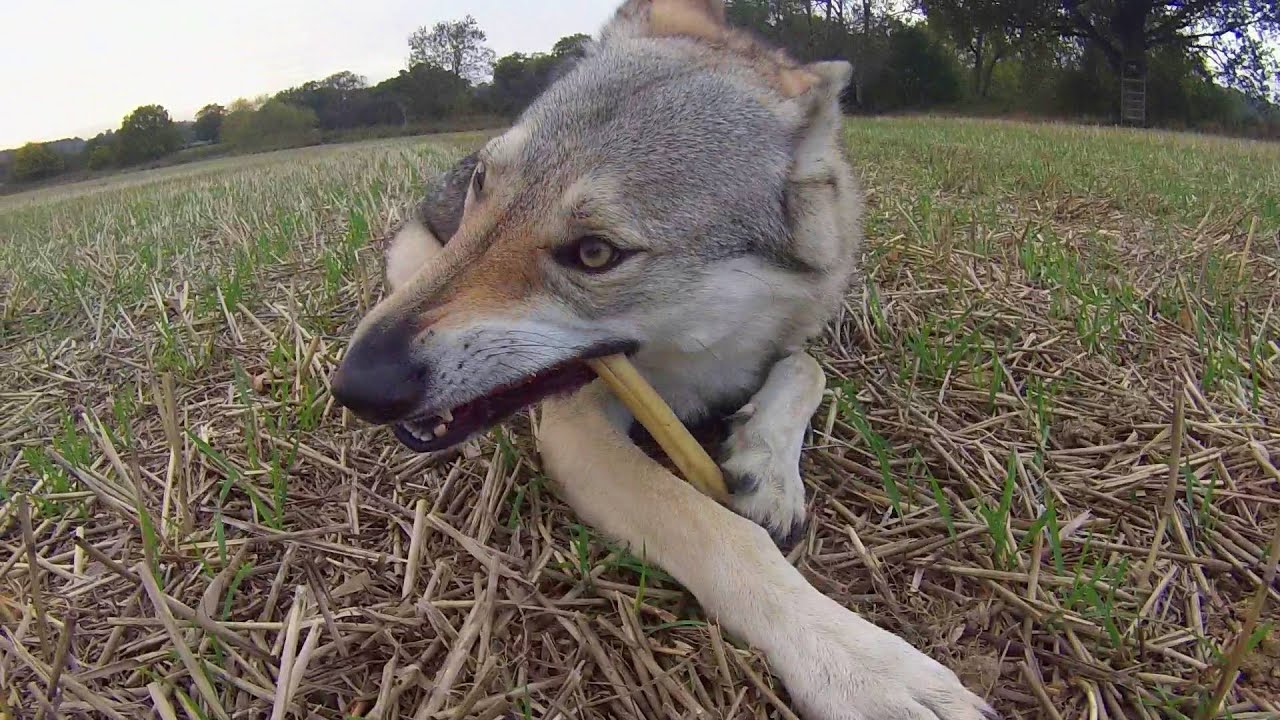 WOLF EATS DEER LEG UP CLOSE - GoPro Hero3 - YouTube