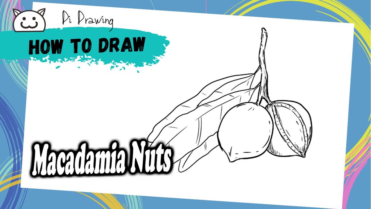 How to Draw Macadamia Nuts Easy Drawing - YouTube