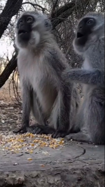 Monkeys react to sounds #birds #wildlife #animals - YouTube