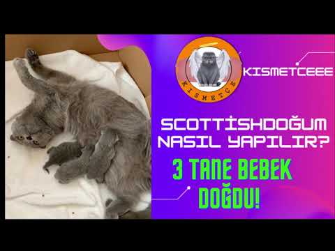 Kızımız doğum yapıyor ! Scottish Fold cins kedi doğumu nasıl yapılır ? Part 1