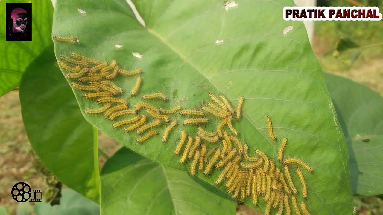 insect in india - YouTube