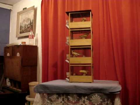 harzer roller canary - YouTube