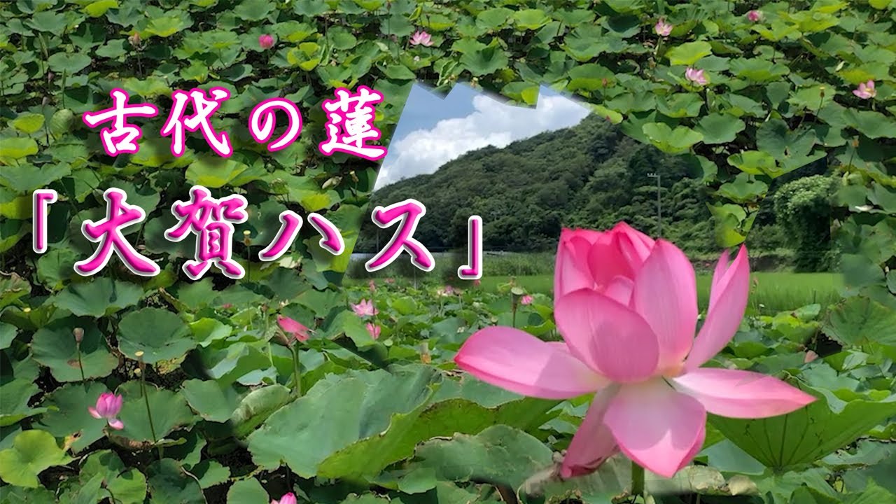 古代の蓮 「大賀ハス」 【4K】HEVC h.265 - YouTube
