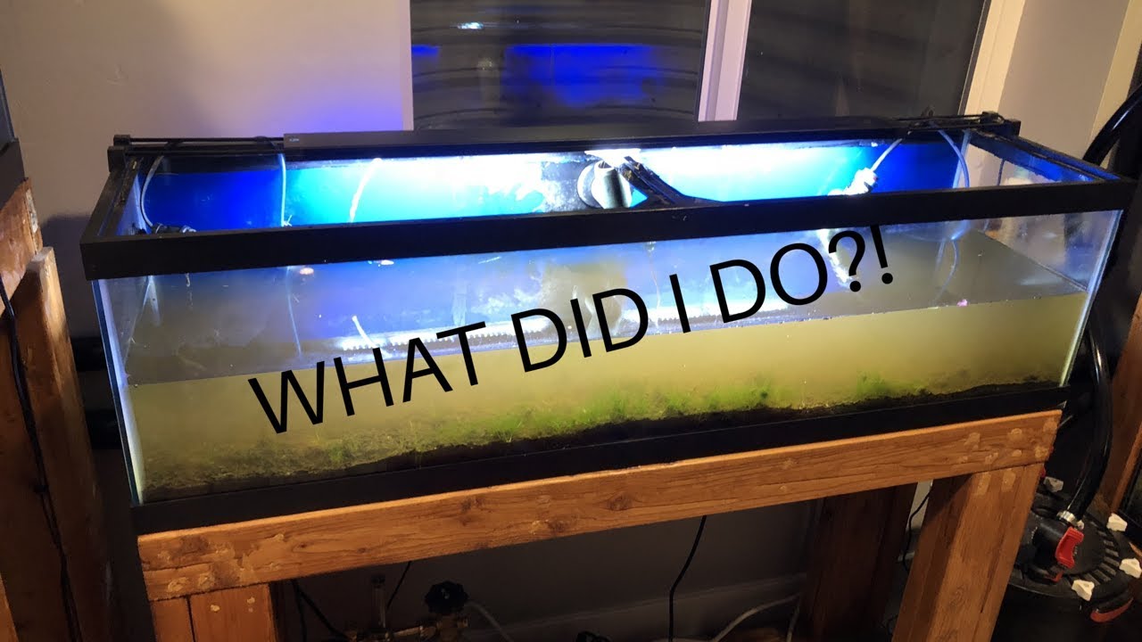 Now this is EPIC! Shrimp Tank Aquascape - YouTube