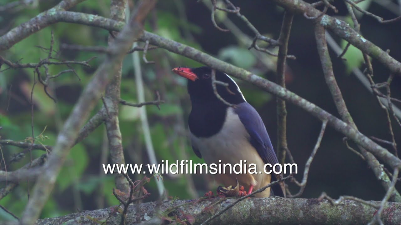Red-billed Blue Magpie gorges on wild pear tree in western Himalaya ...