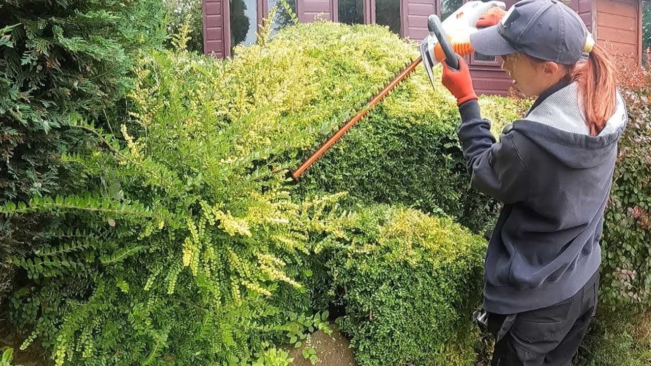 Mowing, Strimming and Shrub Cutting with my new cordless hedge trimmers ...