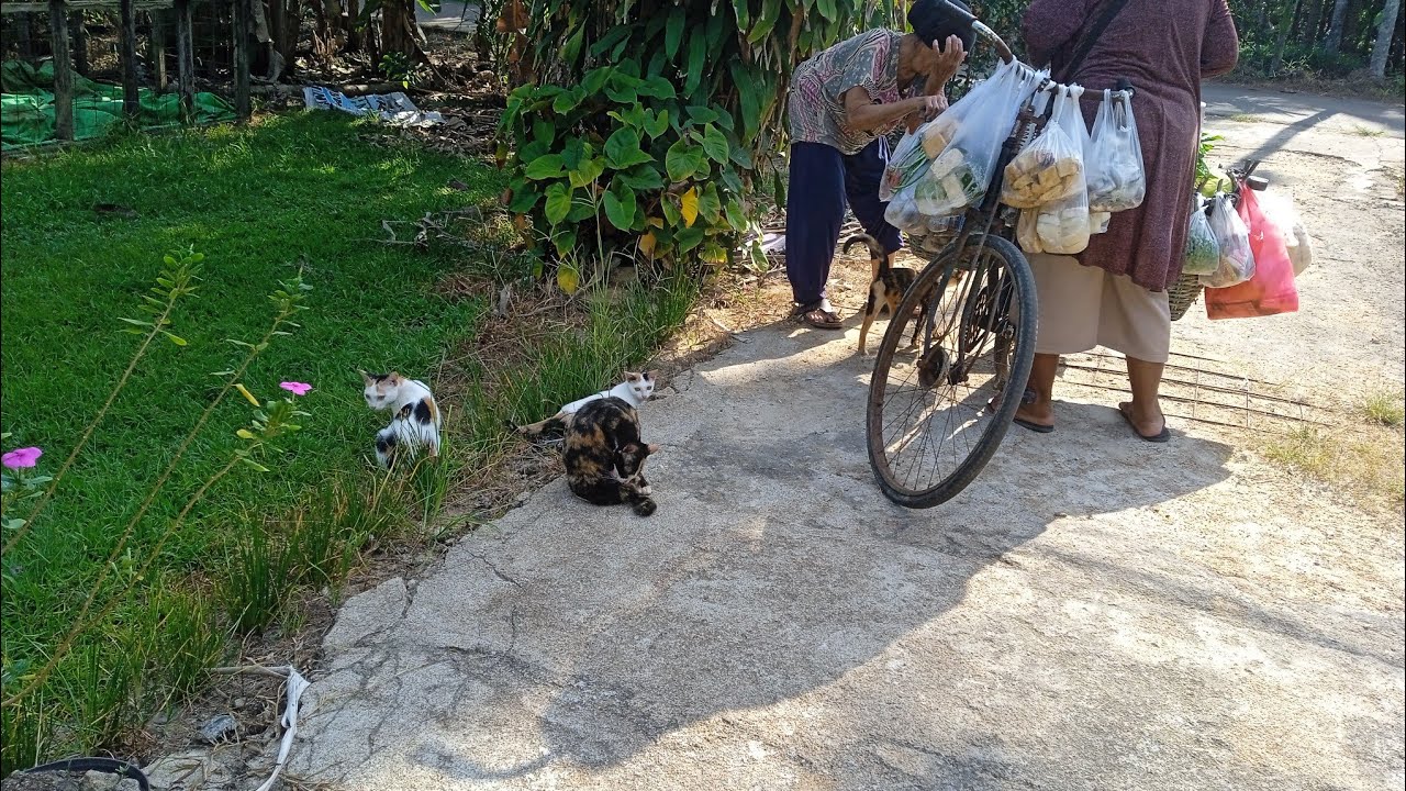 reaksi kucing ketika ibu belanja/cats' reaction to my mom's shopping# ...