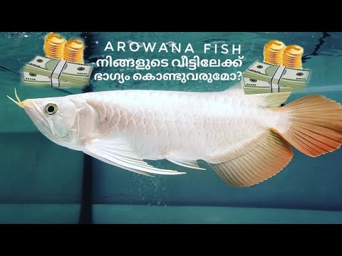AROWANA FISH നിങ്ങളുടെ വീട്ടിലേക്ക് ഭാഗ്യം കൊണ്ടുവരുമോ?#arowana # ...