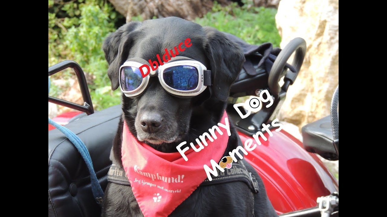 FUNNY DOG'S LIFE! - YouTube