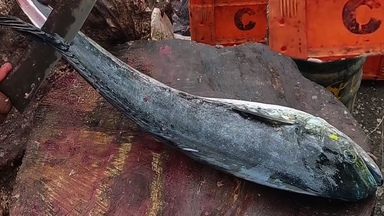 Blue Shark & Colourful Parala Fish Cutting & Chopping in Kasimedu Fish ...