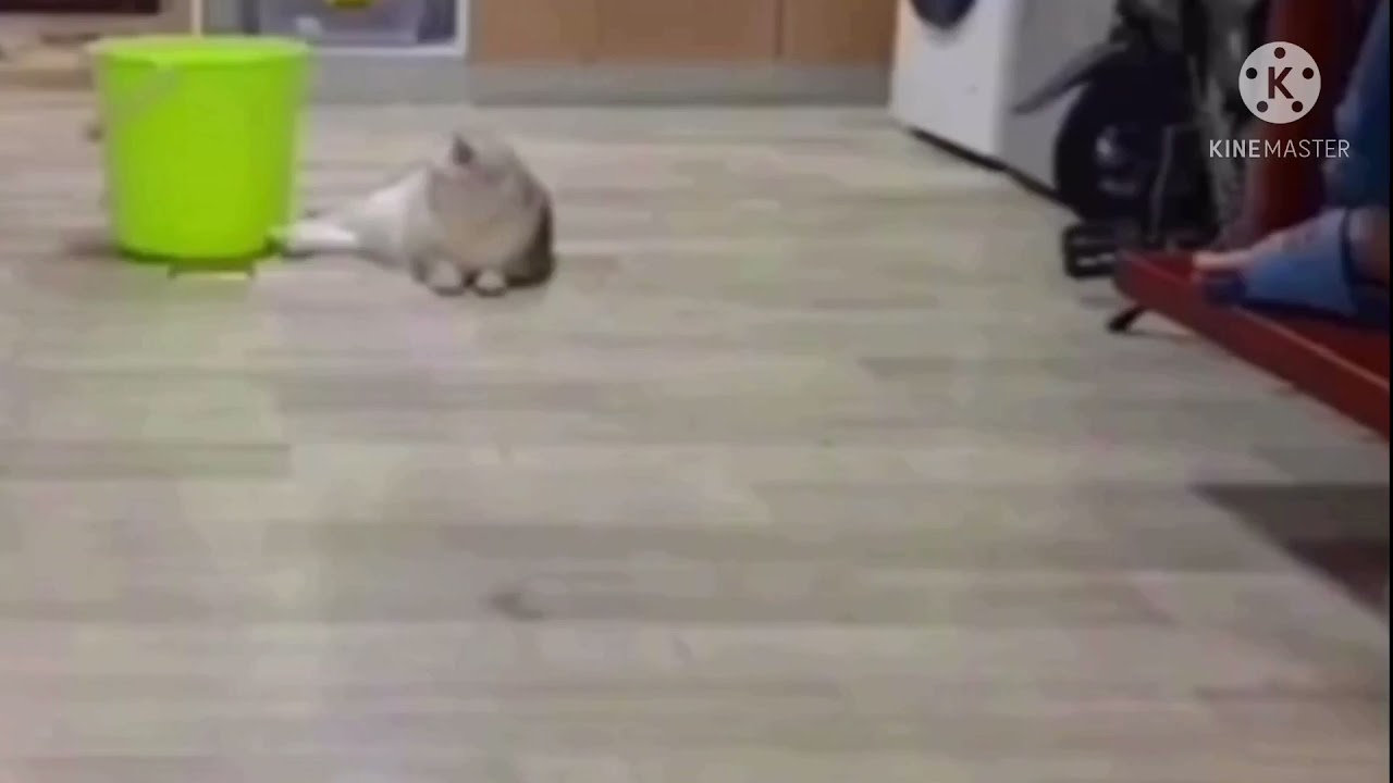 cats enter god mode - YouTube