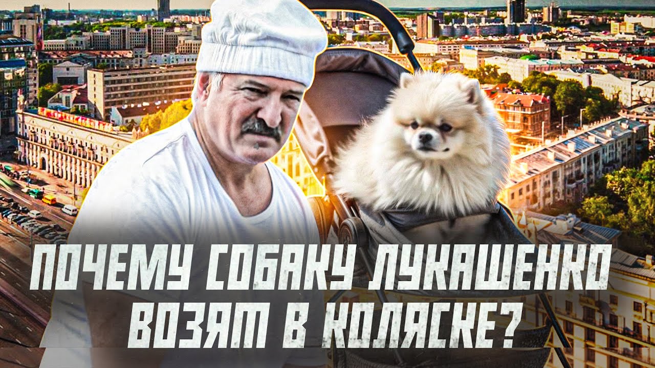 Шпиц Умка: главная собака Лукашенко. Рассказываем ее историю | Сейчас ...