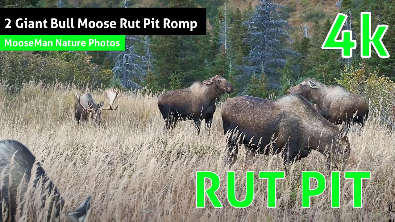 2 Giant Bull Moose Rut Pit Romp! Gets the Cows Riled Up - YouTube
