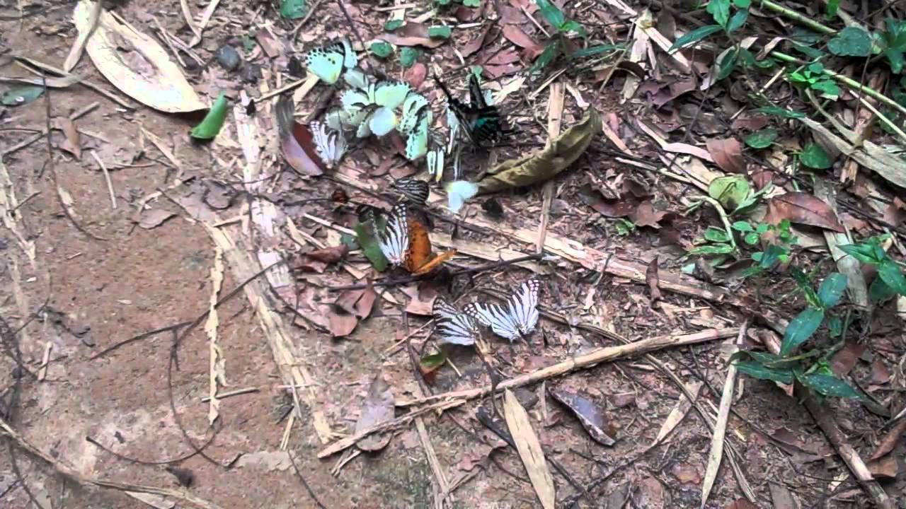 Butterflies in the Congo - YouTube