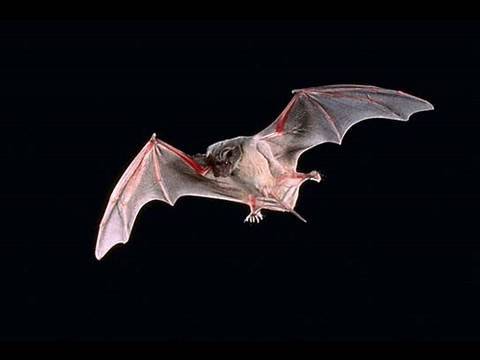 BAT ATTACK! - YouTube
