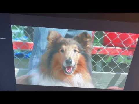 Homeward Bound 2: Lost In San Francisco/ Chance Defends Jamie - YouTube