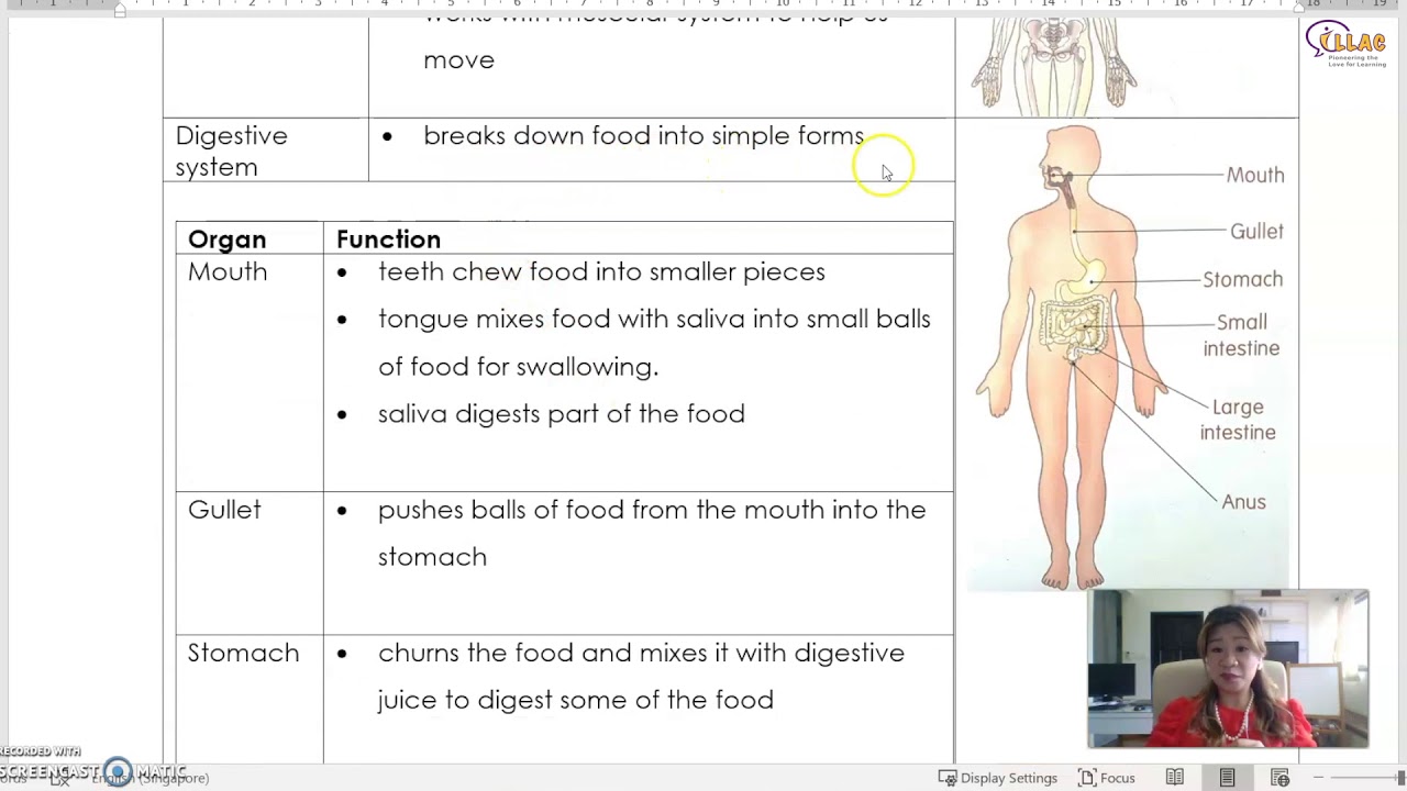 ILLAC - P3 Science Human System - YouTube