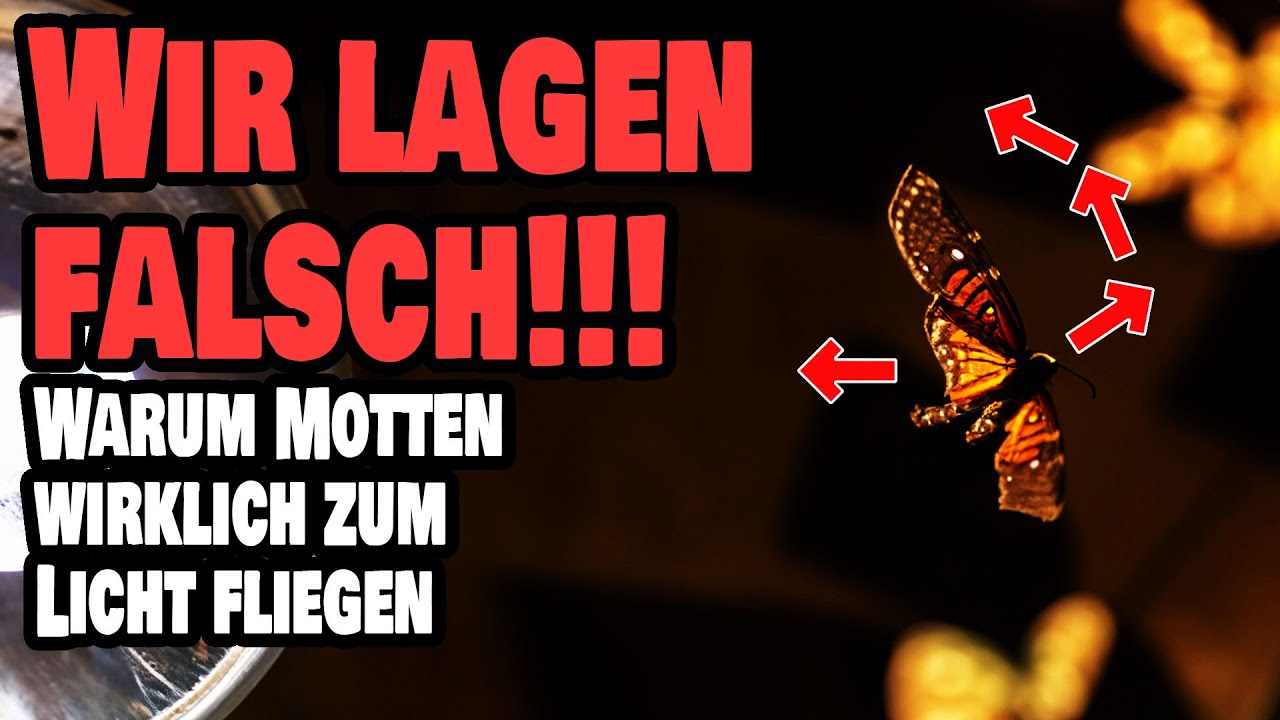 Wir lagen falsch! - Warum Motten wirklich zum Licht fliegen - YouTube