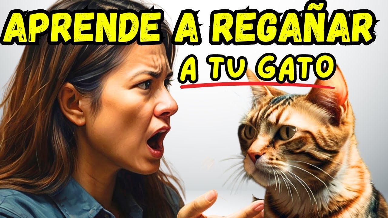 Cómo REGAÑAR a un GATO cuando se porta mal - YouTube