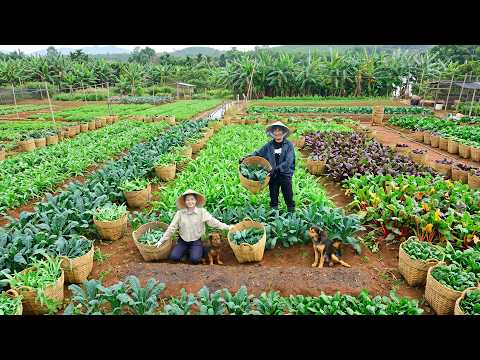 Relax With Harvesting Dinosaur Kale, Swiss Chard, Dandelion Greens, Spinach, Purple Vegetables