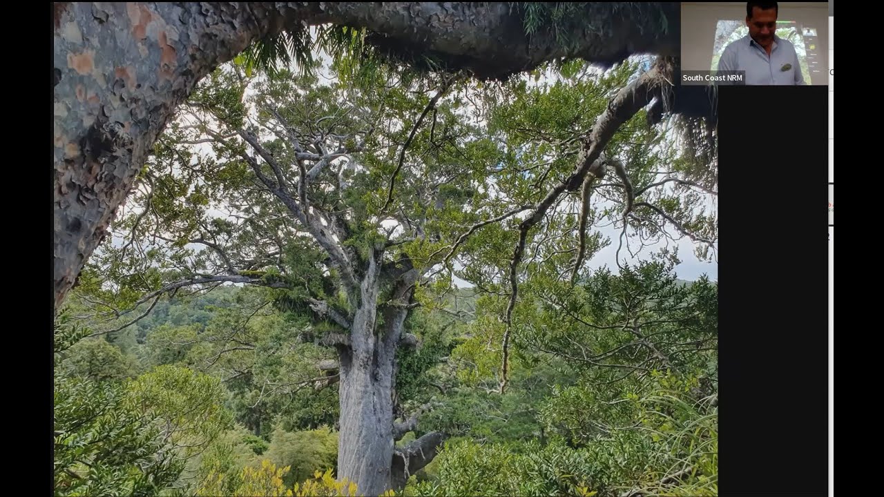 Caring for cultural landscapes: A Te Roroa perspective from Te ...