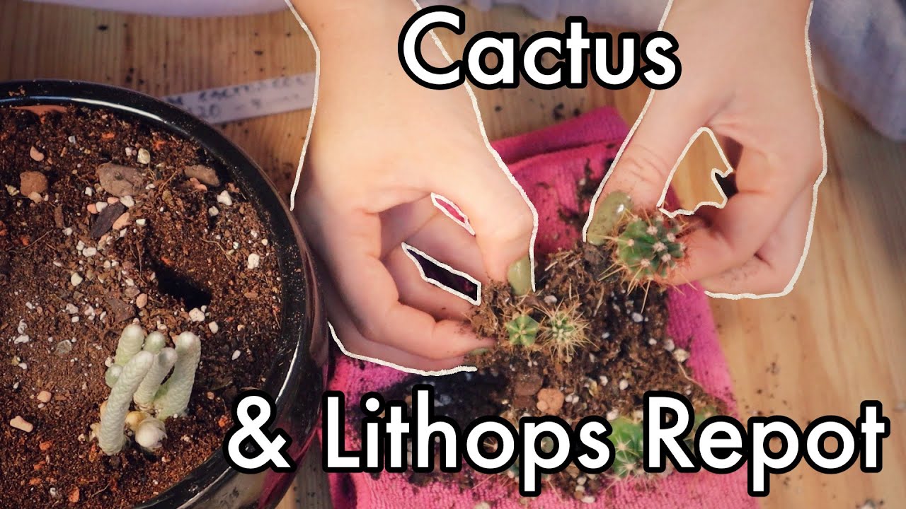 Repotting Lithops & Catcus | Making a Display - YouTube