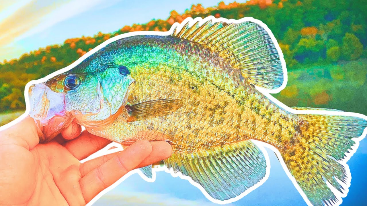 Crappie Fishing! (Catch and Cook) - YouTube