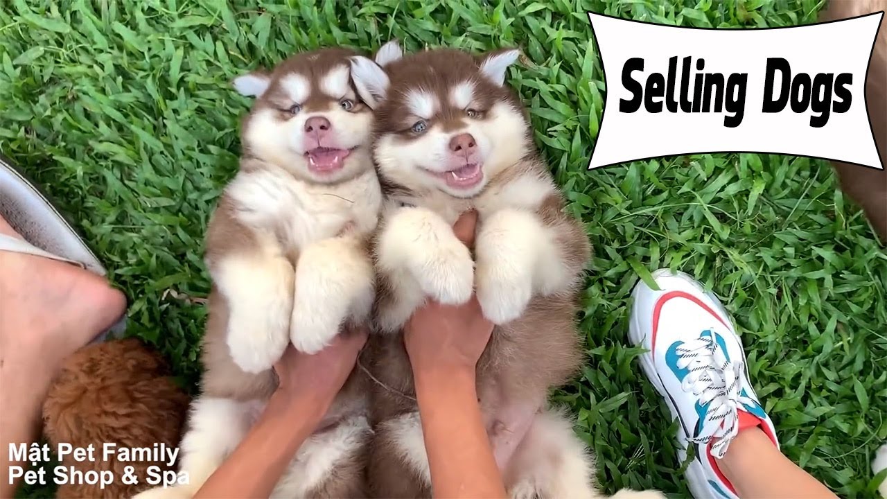 Sell super cute alaska puppies | Selling dogs on the streets of Vietnam ...