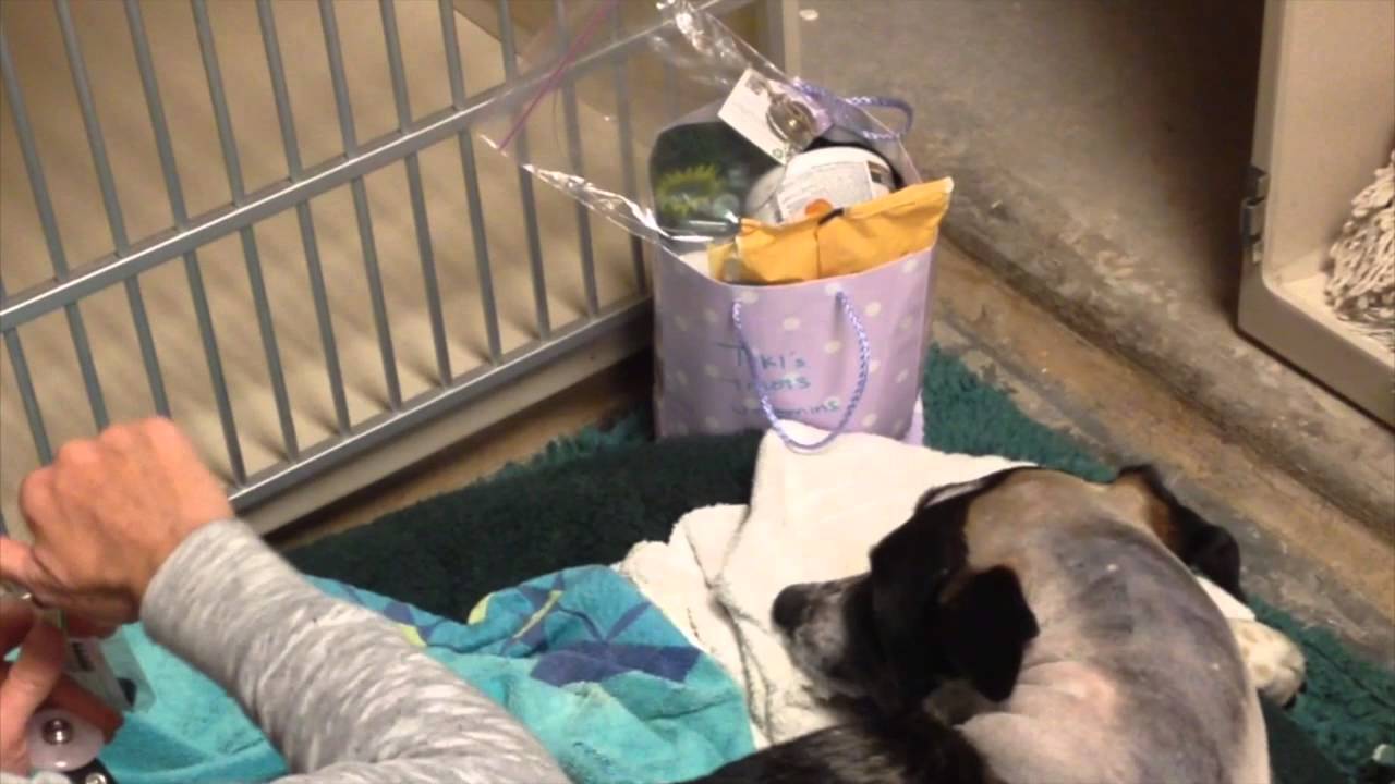 Dysphoric dog finally relaxes with a Collar Companion® and Let's Chill ...