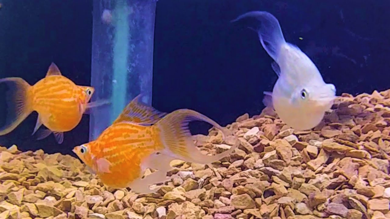 Moon tail silver, yellow, black balloon molly and plate fish breeding ...