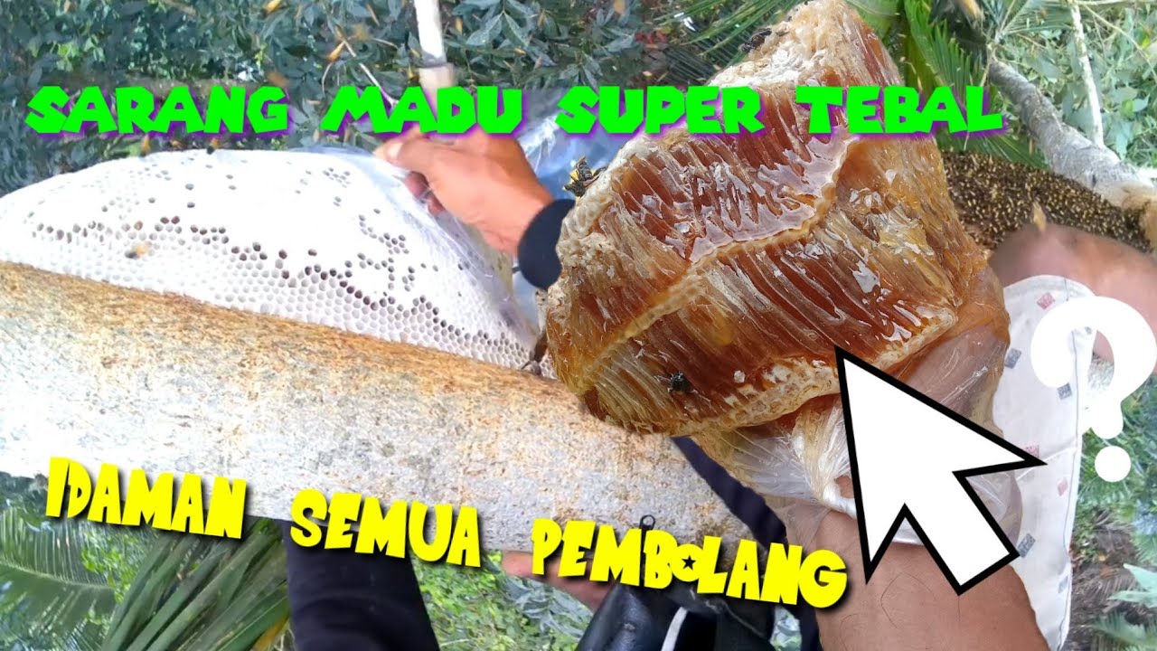 sarang madu super tebal dan jumbo idaman semua pembolang - YouTube