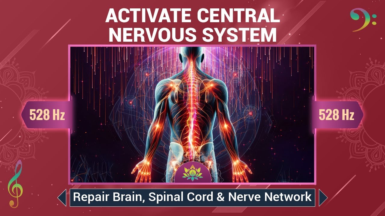 Activate Central Nervous System (CNS) - Repair Brain, Spinal Cord ...