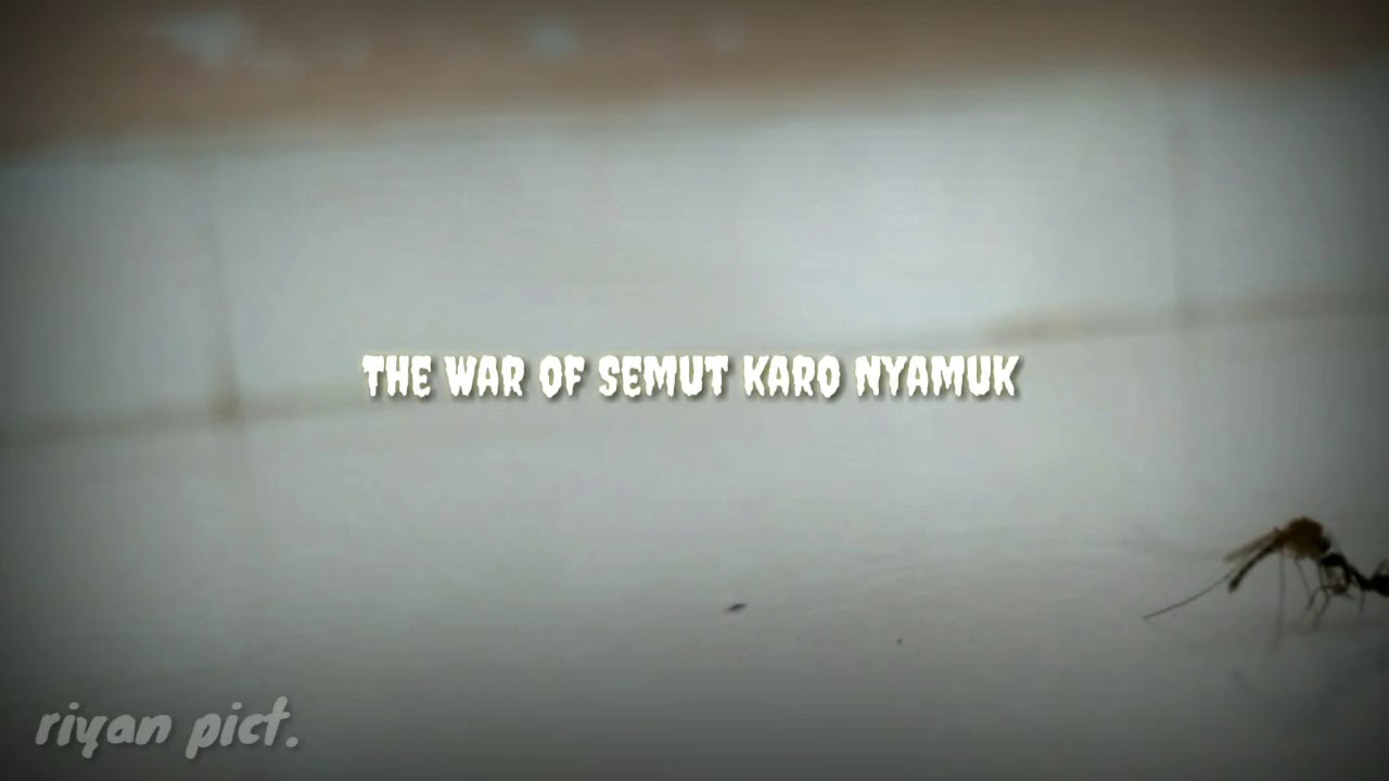 WAR of the Semut karo Nyamuk - YouTube