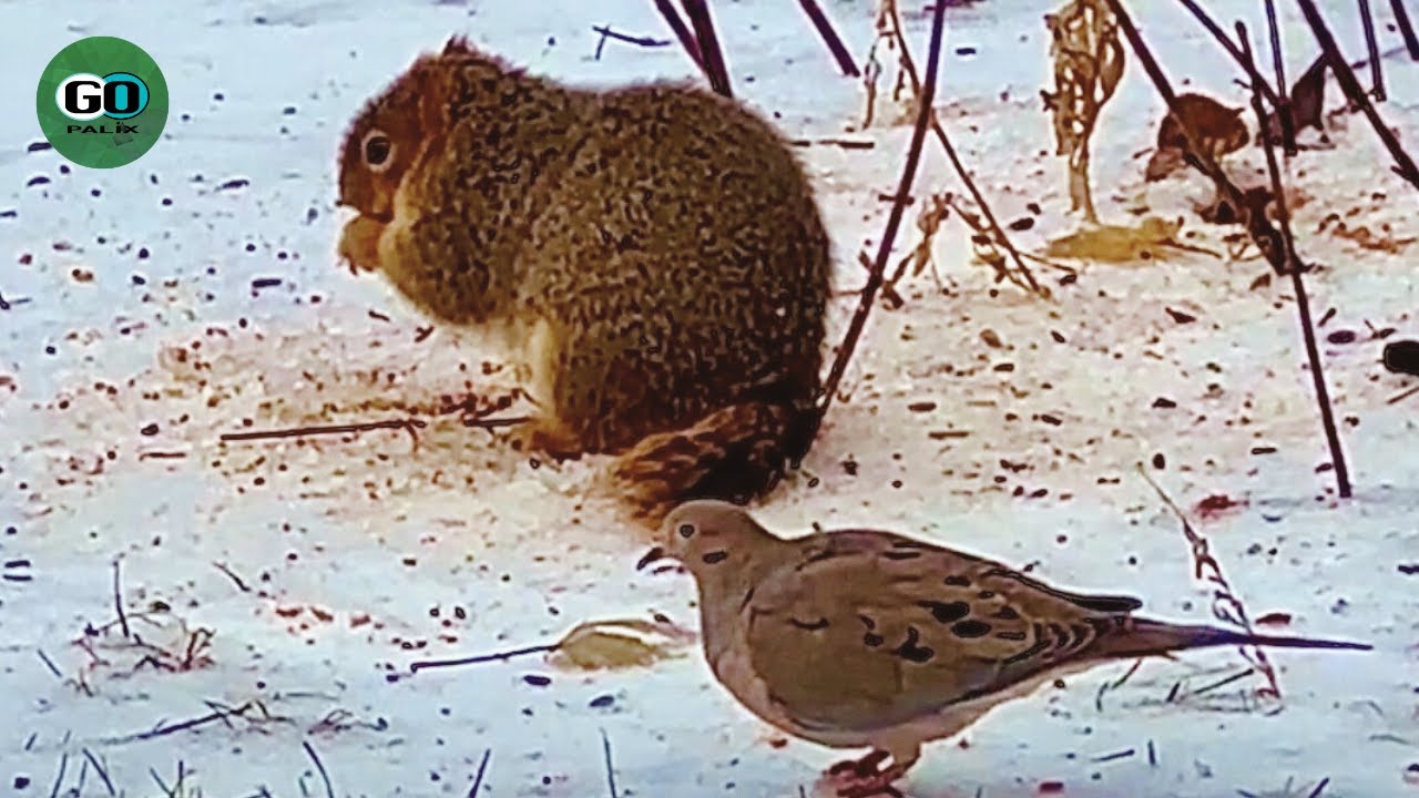 🐿️🐦Squirrels+Birds at the Bird Feeder! Winter in the Midwest! South ...
