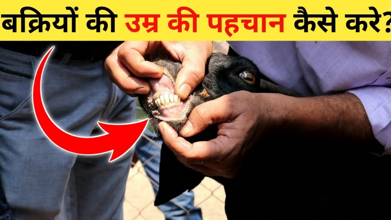 बक्रियों की उम्र की पहचान कैसे करे? | How to identify the age of goats ...