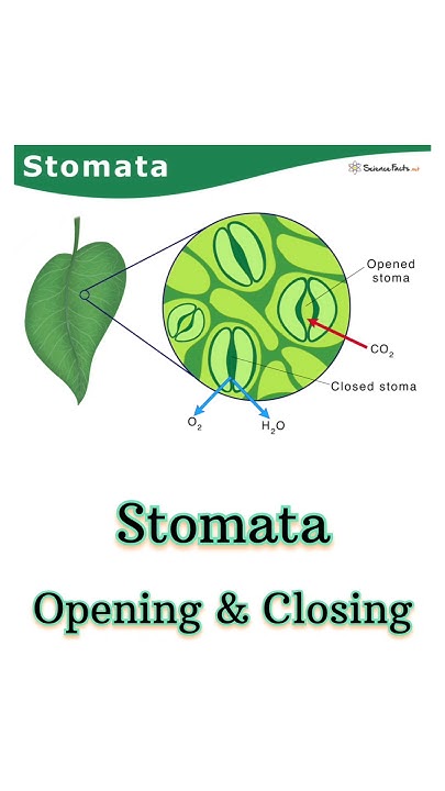 Opening & closing of stomata In 20 seconds 🔥 ⌚#neet #neet2025 #botany # ...