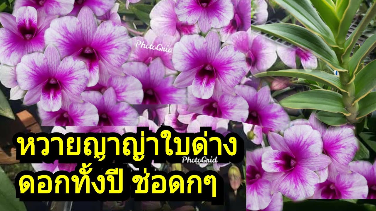 หวายญาญ่า ดอกทั้งปี ดอกสวย น่ารัก!! (Dendrobium yaya victoria) ไม้ชุด ...