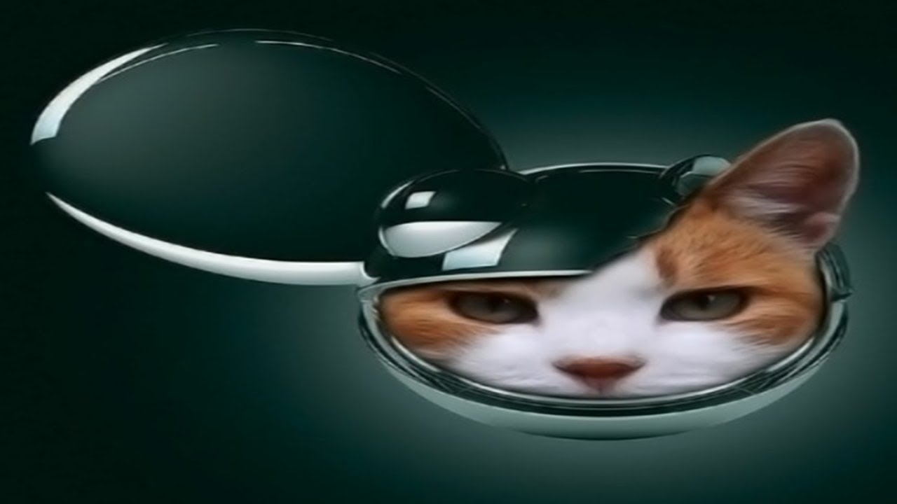 Dead(meow)5 - YouTube