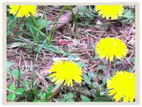 What happens in spring? - YouTube